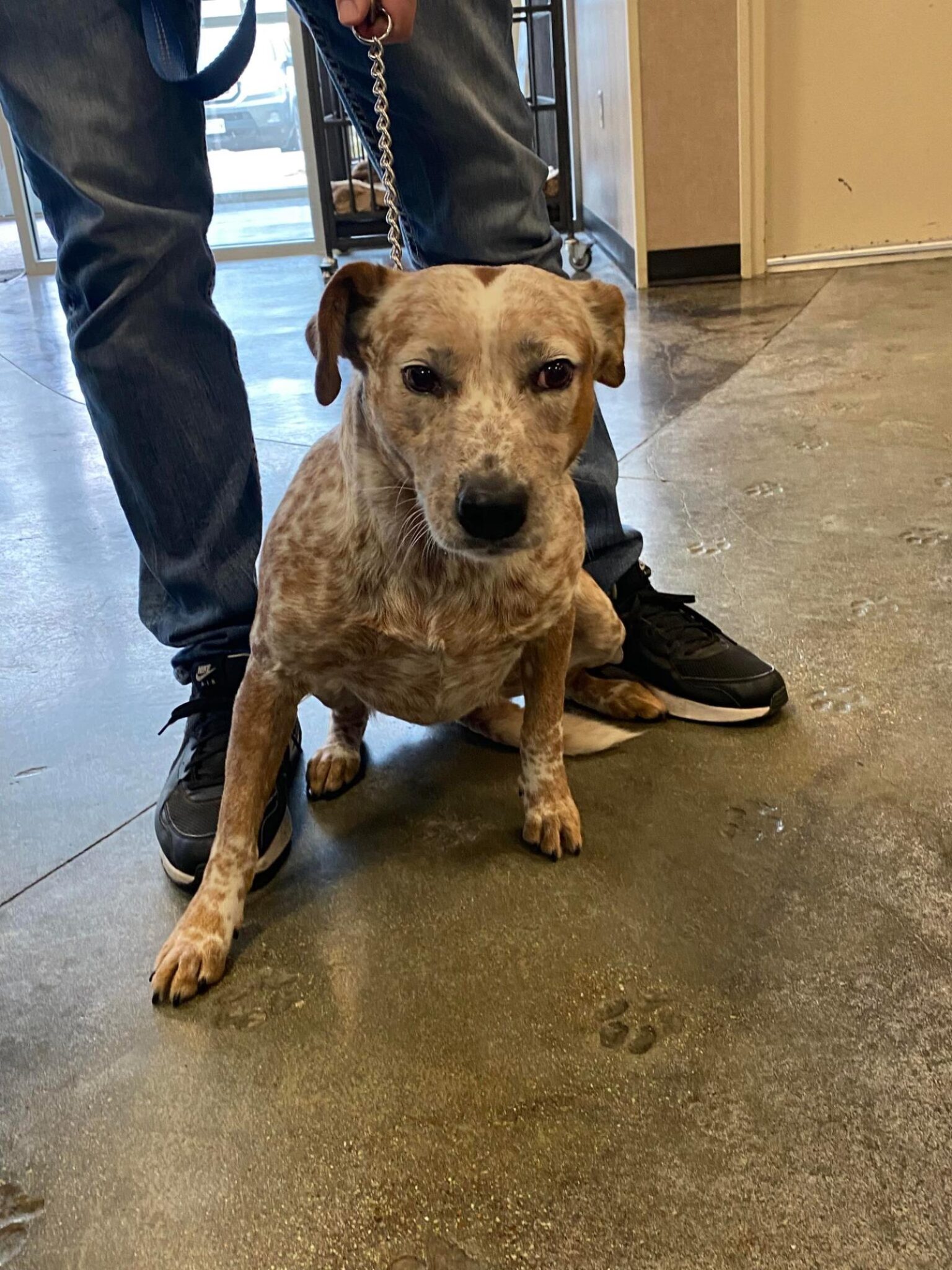 Lisa - Rockwall Paws